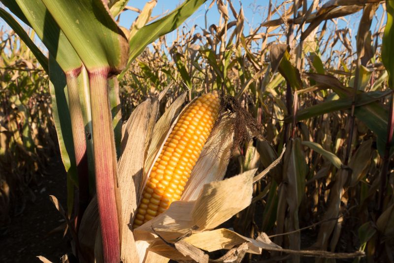 Landwirtschaft: So wird Mais richtig gesät | Germanblogs.de